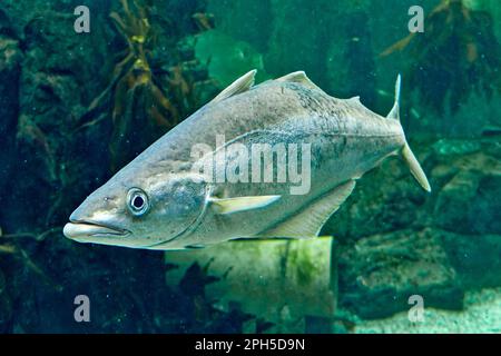 Pollock, Pollack (Pollachius pollachius) under water Stock Photo - Alamy
