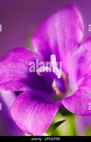 Macro photography of an ambella bellflower Stock Photo - Alamy