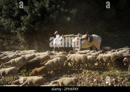 Spanish Shepherd with sheep with horse walking in dry river bed in ...