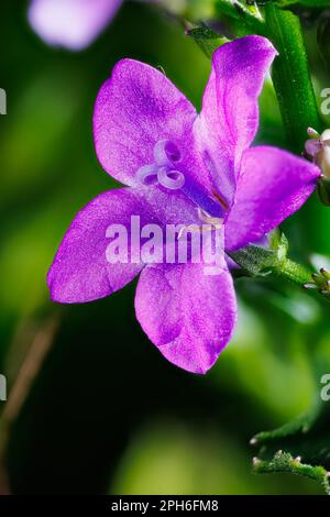 Macro photography of an ambella bellflower Stock Photo - Alamy