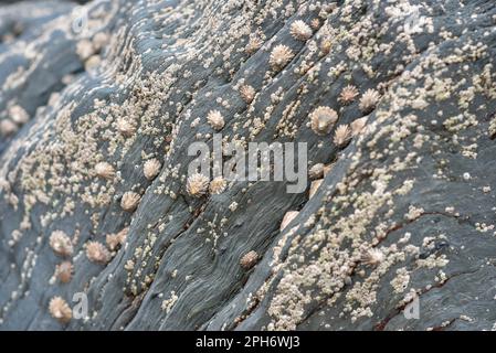limpets and barnacles on rock, Barricade beach Devon UK, natural ...
