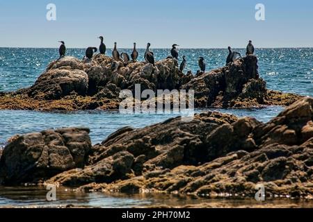 cormorant family seabirds rest on the rock, Aegean sea, Northern Greece ...