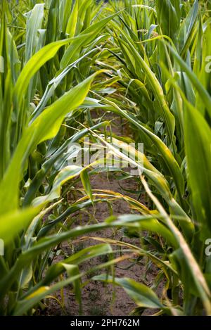 Closeup of a green corn on plant Stock Photo - Alamy