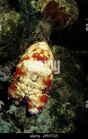 Mediterranean slipper lobster Cicala di mare (Scyllarides Latus) Detta ...