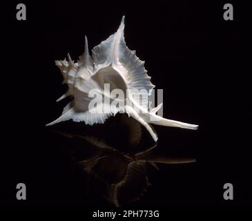 Sea shell Murex (Siratus) alabaster. Giappone Stock Photo - Alamy