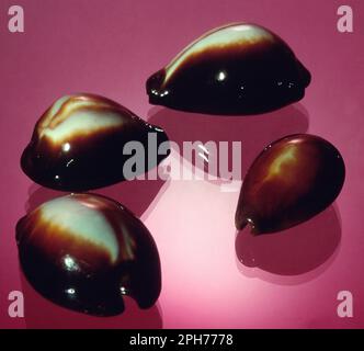 beautiful sea shell cowries, tropical sea and worm, isolated on white ...