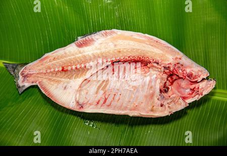 Tambaqui (Colossoma macropomum) traditional Brazilian freshwater fish ...