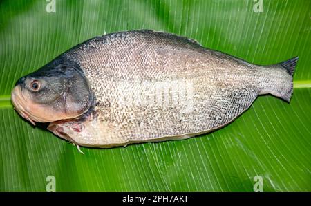 Tambaqui (Colossoma macropomum) traditional Brazilian freshwater fish ...