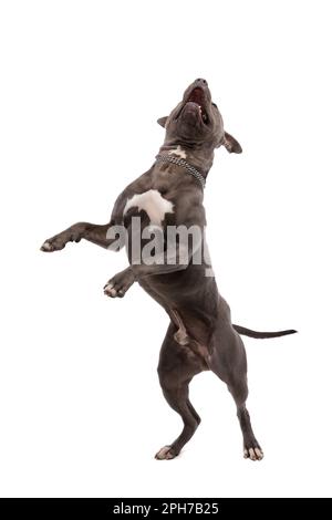 Picture of adorable American Staffordshire Terrier dog showing his back ...