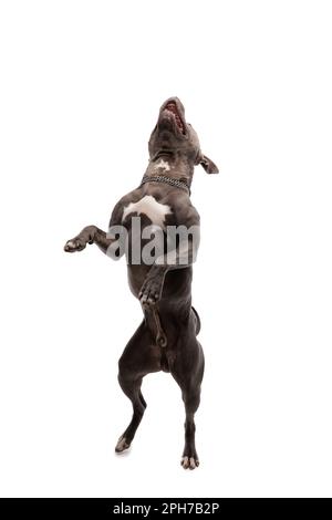 Picture of sweet American Staffordshire Terrier dog laughing out loud ...