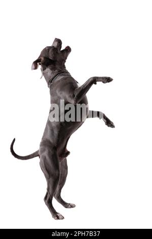 Picture of adorable American Staffordshire Terrier dog dancing in one ...