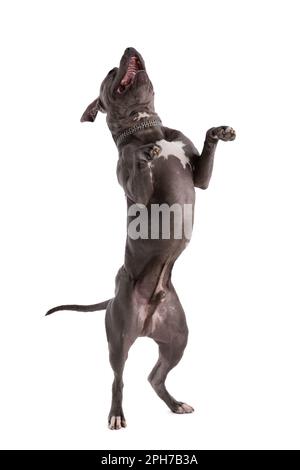 Picture of sweet American Staffordshire Terrier dog dancing and ...