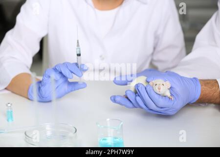Scientists working with rat in chemical laboratory. Animal testing ...
