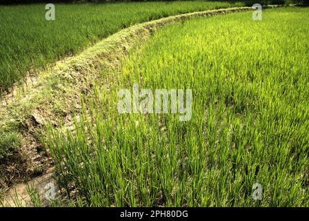 Pathway on an embankment through rice field in Kradenan, Blora, Central ...
