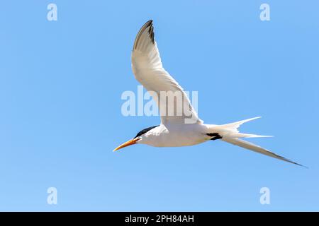 A Tern photographed in flight over the Pacific Coast in Mexico Stock ...