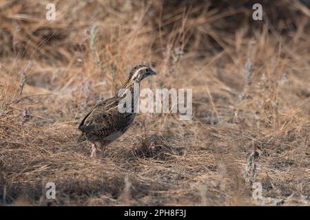 Common quail or Coturnix coturnix or European quail observed in Rann of ...