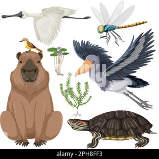 Various Wetland Animals Collection illustration Stock Vector Image ...