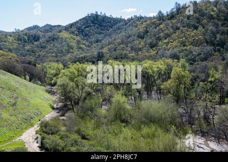 The lush hills of Diablo foothills regional park in California in ...