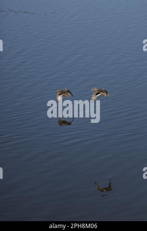 Two Birds Soaring Gracefully Over Blue Water in Mid-Air Flight Stock ...