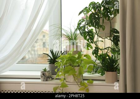 Different beautiful houseplants on window sill indoors. Interior design ...