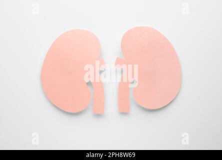 Paper cutout of kidneys on white background, top view Stock Photo - Alamy