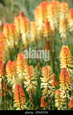 Kniphofia Tawny King, red-hot poker Tawny King, perennial dull orange ...