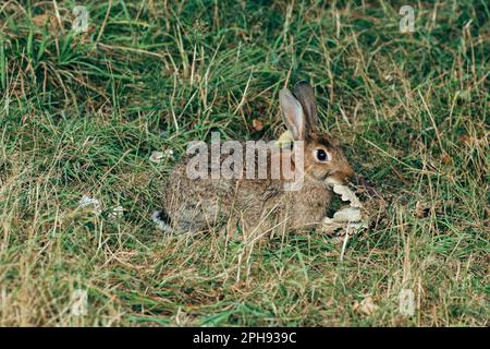 Wild coney rabbit in natural surrounding, wildlife animal in park ...