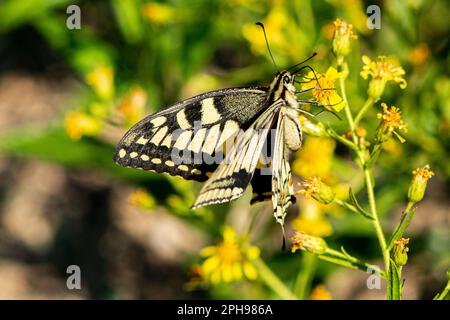 Schmetterling auf einer gelben Blume *** A butterfly on a yellow flower ...