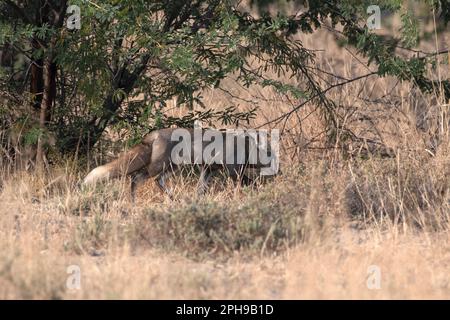Desert fox (Vulpes vulpes pusilla), also known as the white-footed fox ...