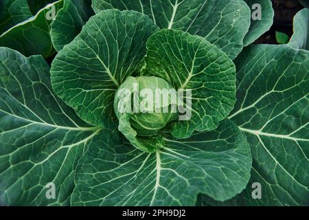 Cabbage growing on a field inside an agricultural area in Yokohama ...