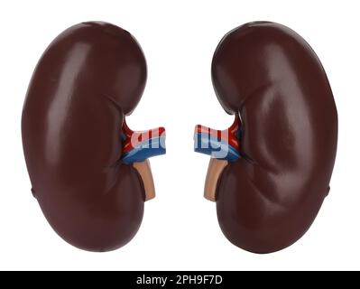 Educational plastic kidney models on white background Stock Photo - Alamy