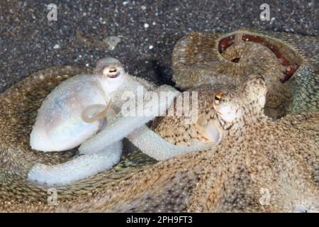 Long arm octopus mating (Octopus defilippi) Lembeh Strait, North ...