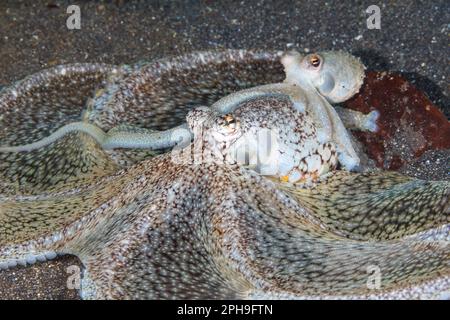 Long arm octopus mating (Octopus defilippi) Lembeh Strait, North ...