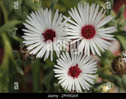 Livingstone Daisy Flowerwhite.. Ice plant "Mesembryanthemum ...