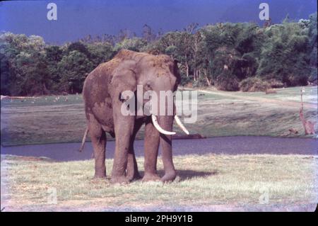 The Indian elephant is one of four extant recognised subspecies of the ...