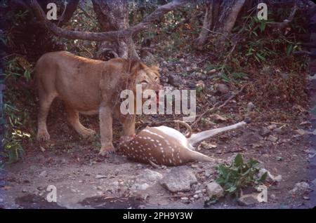 The Asiatic lion, also known as the Persian lion, is a population of ...