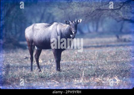 The nilgai is the largest antelope of Asia, and is ubiquitous across ...
