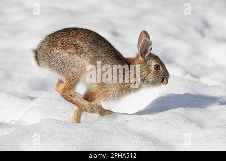 Eastern cottontail rabbit hopping along in the snow Stock Photo - Alamy