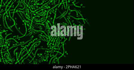 Probiotics, lactic acid bacteria. Bacteria and microorganisms ...
