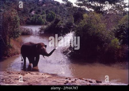 The Indian elephant is one of four extant recognised subspecies of the ...