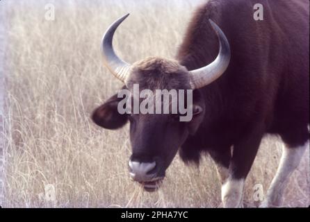 The gaur, also known as the Indian bison, is a bovine native to South ...