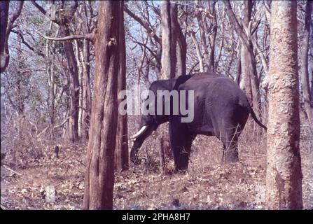 The Indian elephant is one of four extant recognised subspecies of the ...