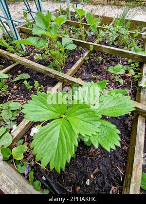 Early spring garden works, Bron, France Stock Photo - Alamy