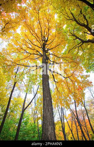Autumn scenery with a canopy of tall trees framing a stripe of blue sky ...