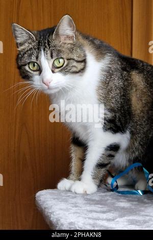 Young female european cat, Bron, AURA region, France Stock Photo - Alamy
