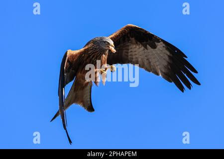 Red Kites soar through the sky as they feed at Muddy Boots Cafe ...