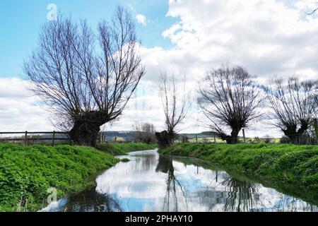 Gloucestersire stream with weeping willow trees Picture by Antony ...