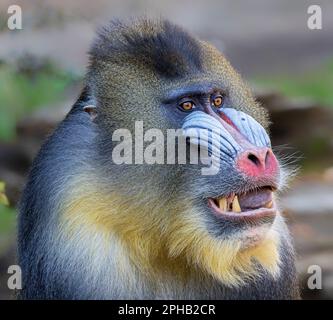 Close up of Large baboon mandrill in the middle of a forest, profile ...