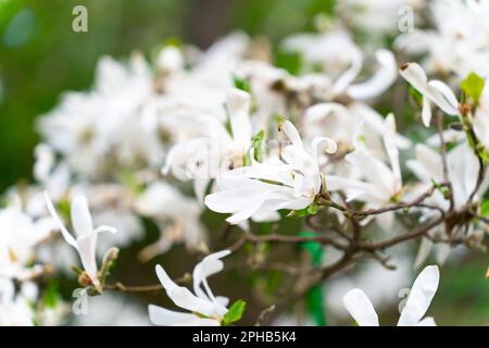 Lushly blooming Magnolia stellata or star magnolia tree in a starry ...