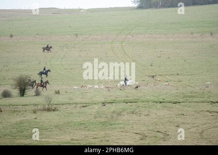 riders with a pack of foxhounds engage in the hunt for a fox (Vulpes ...